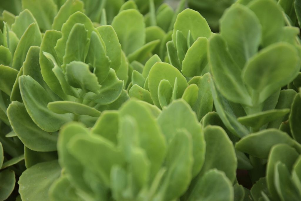 Classification Of Plants | Characteristics & Examples - E-Learners