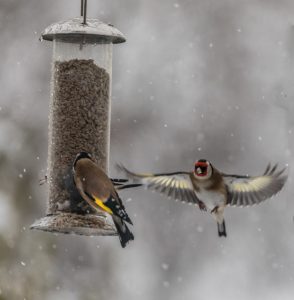 Types Of Ration in Agriculture | Diet And Their Uses - MarNat StudySpace