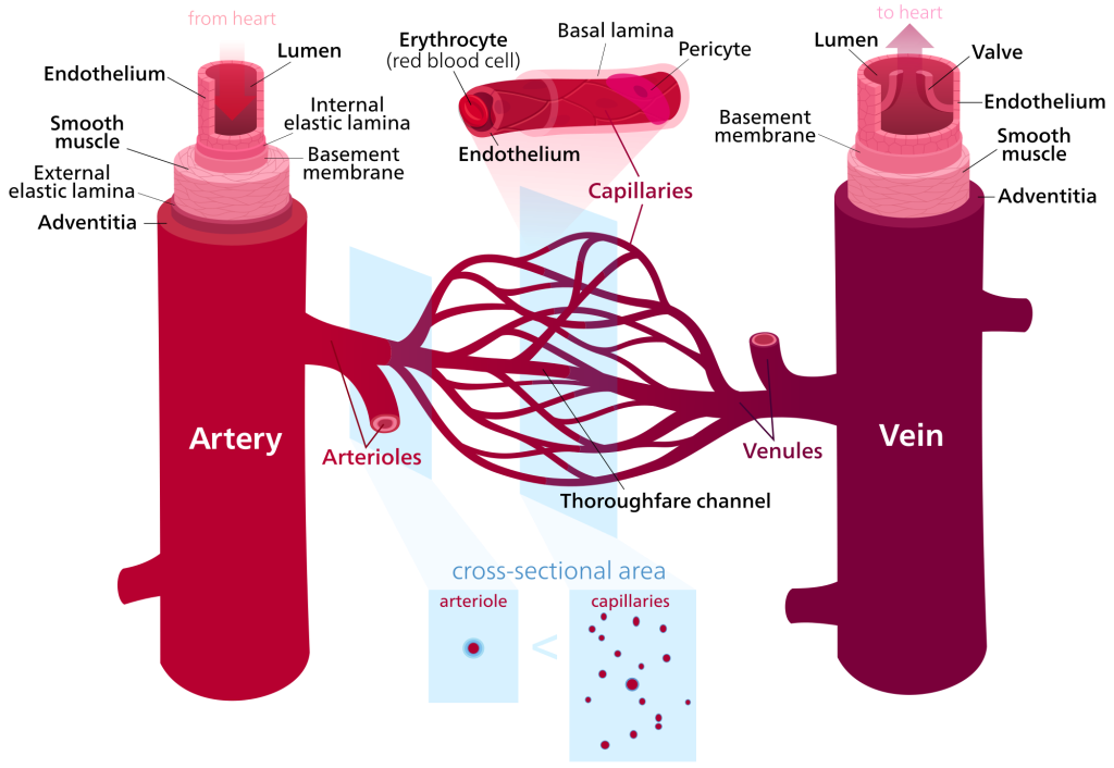 Differences Between Arteries and Veins: Definition and Examples ...