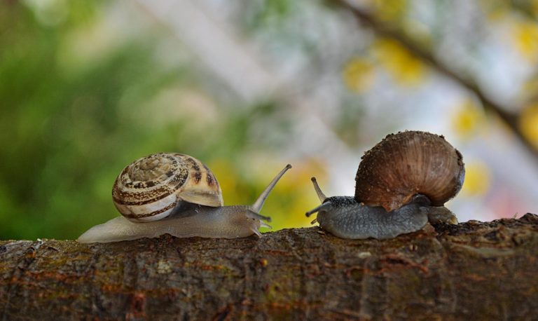 Reproduction in Snail: Meaning, Structure and Process - MarNat StudySpace